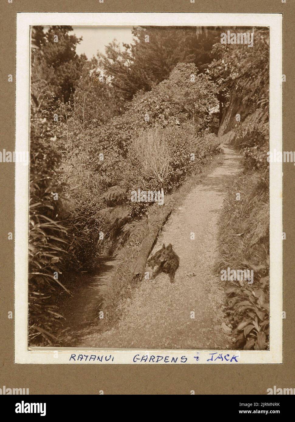 Ratanui hi-res stock photography and images - Alamy