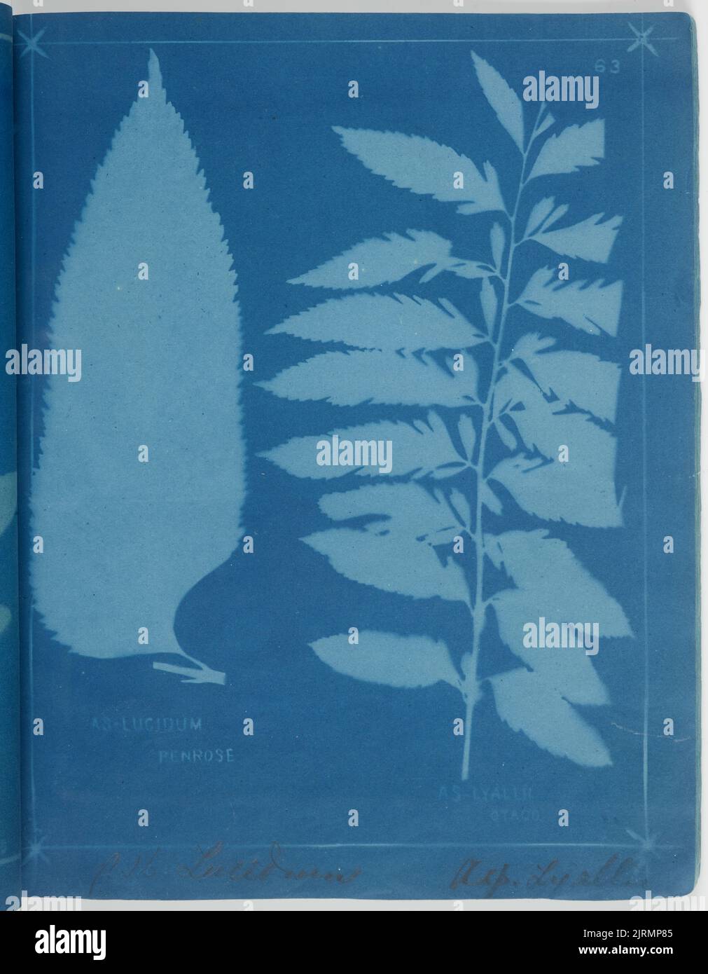 Asplenium lucidum, Penrose and Asplenium lyalli, Otago. From the album ...