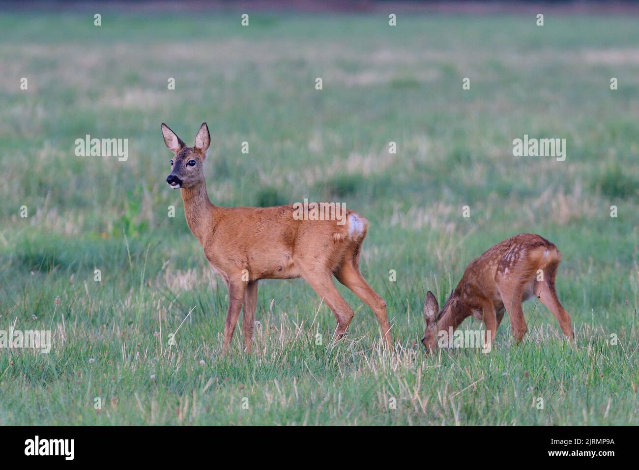 Roe deer female stands with her fawn on a meadow and looks attentively ...