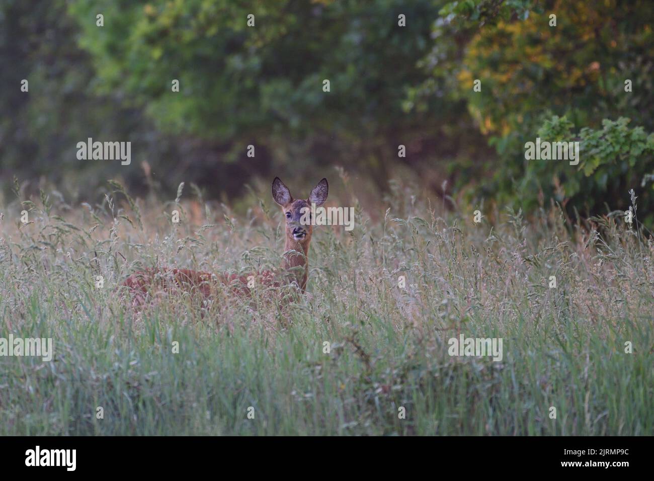 Roe deer female standing in meadow in high grass and looking, summer ...