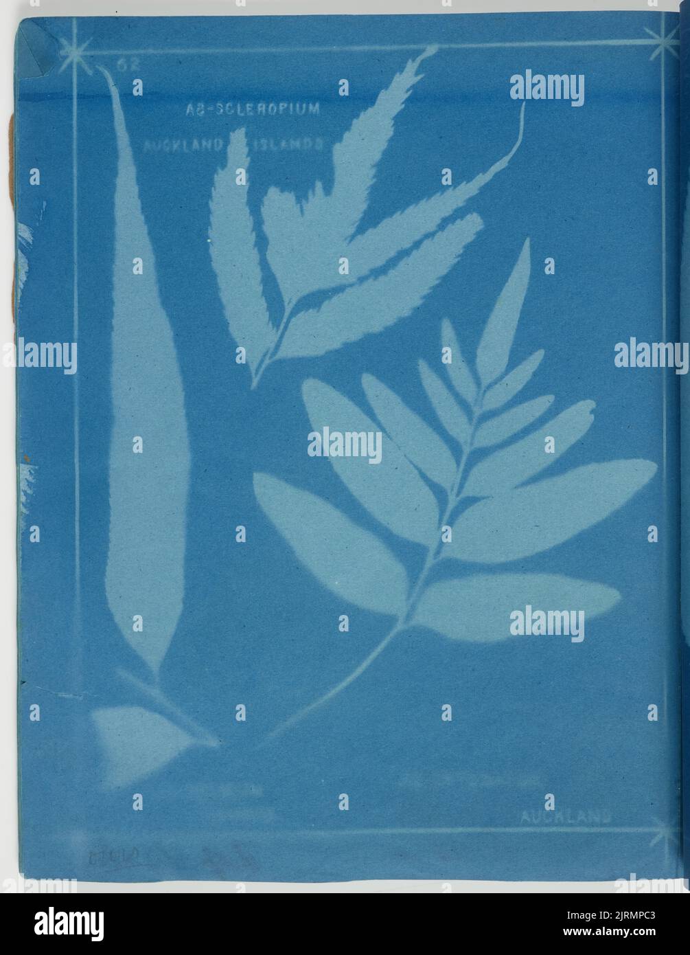 Auckland islands from the album hi-res stock photography and images - Alamy