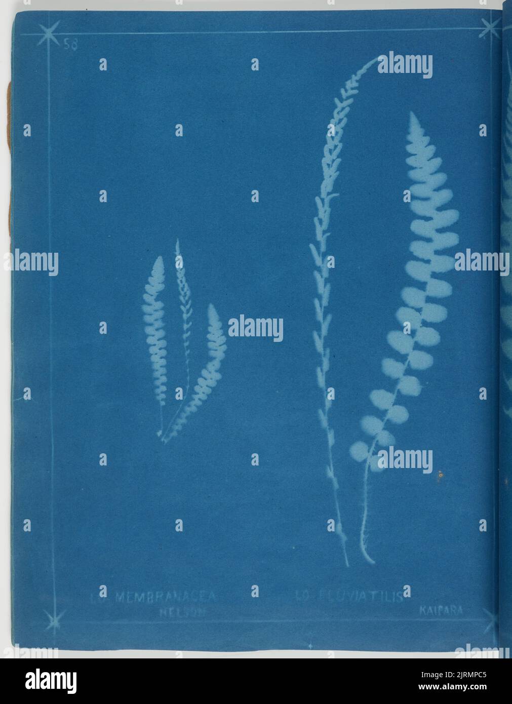 Nelson and lomaria fluviatilis hi-res stock photography and images - Alamy