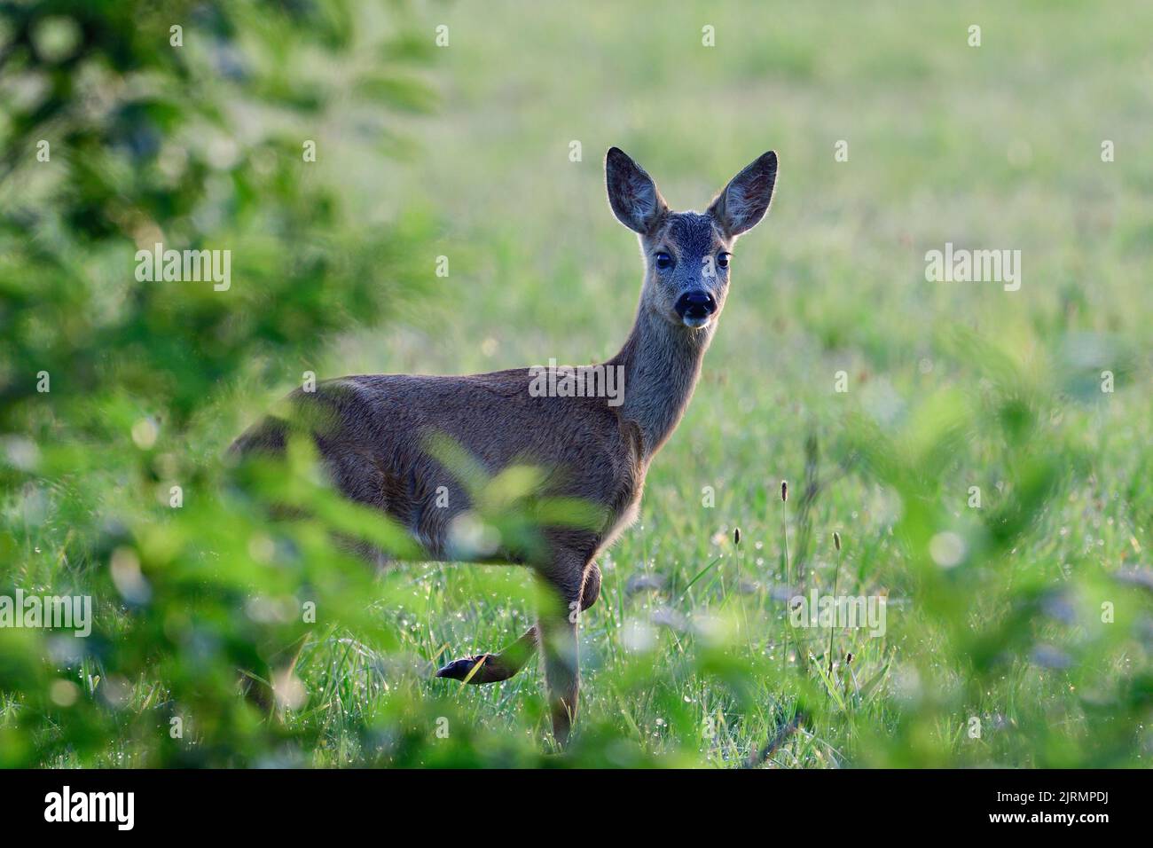 Roe deer fawn hi-res stock photography and images - Alamy