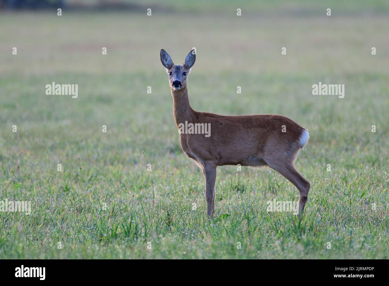 Roe deer female stands on a meadow and looks, summer, north rhine ...