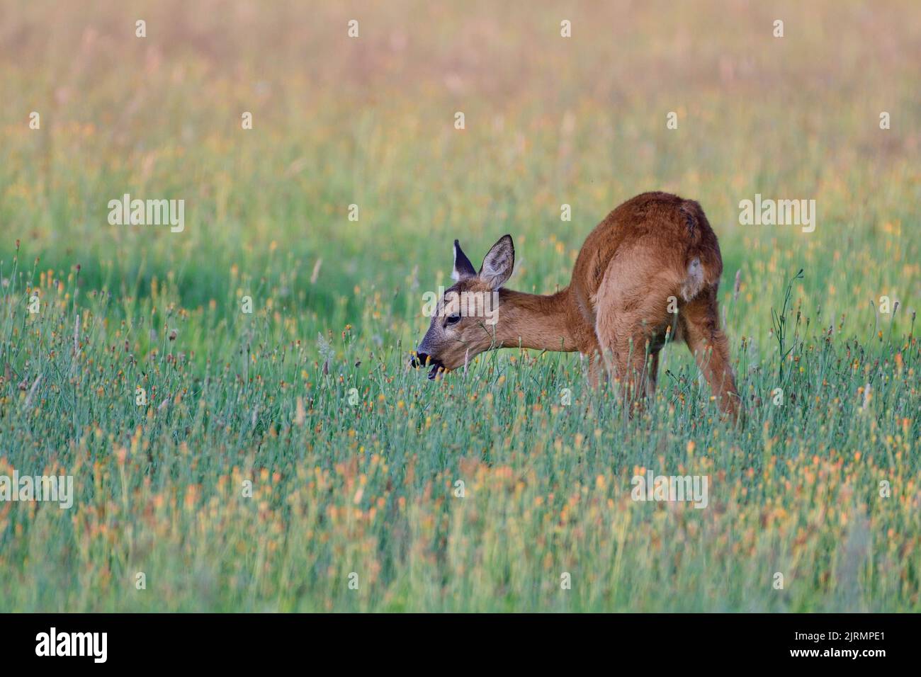 Roe deer female standing on a meadow and grazing, summer, north rhine ...
