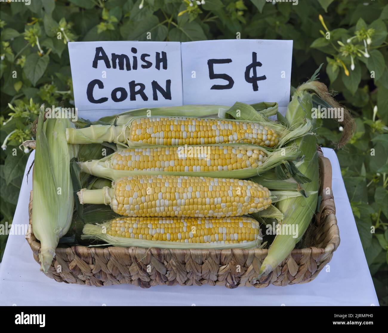 Amish organic corn Stock Photo - Alamy