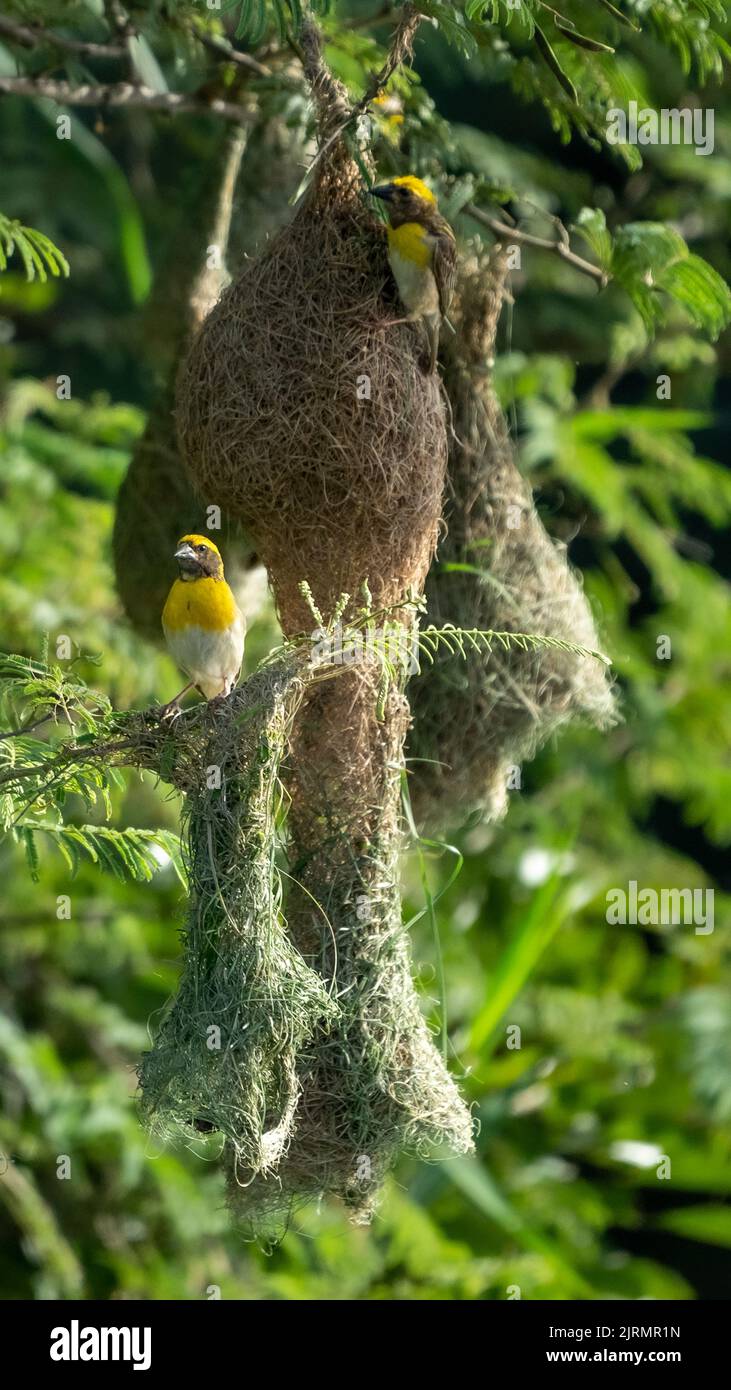 The baya weavers (Ploceus philippinus) perched on the nest in the forest Stock Photo - Alamy