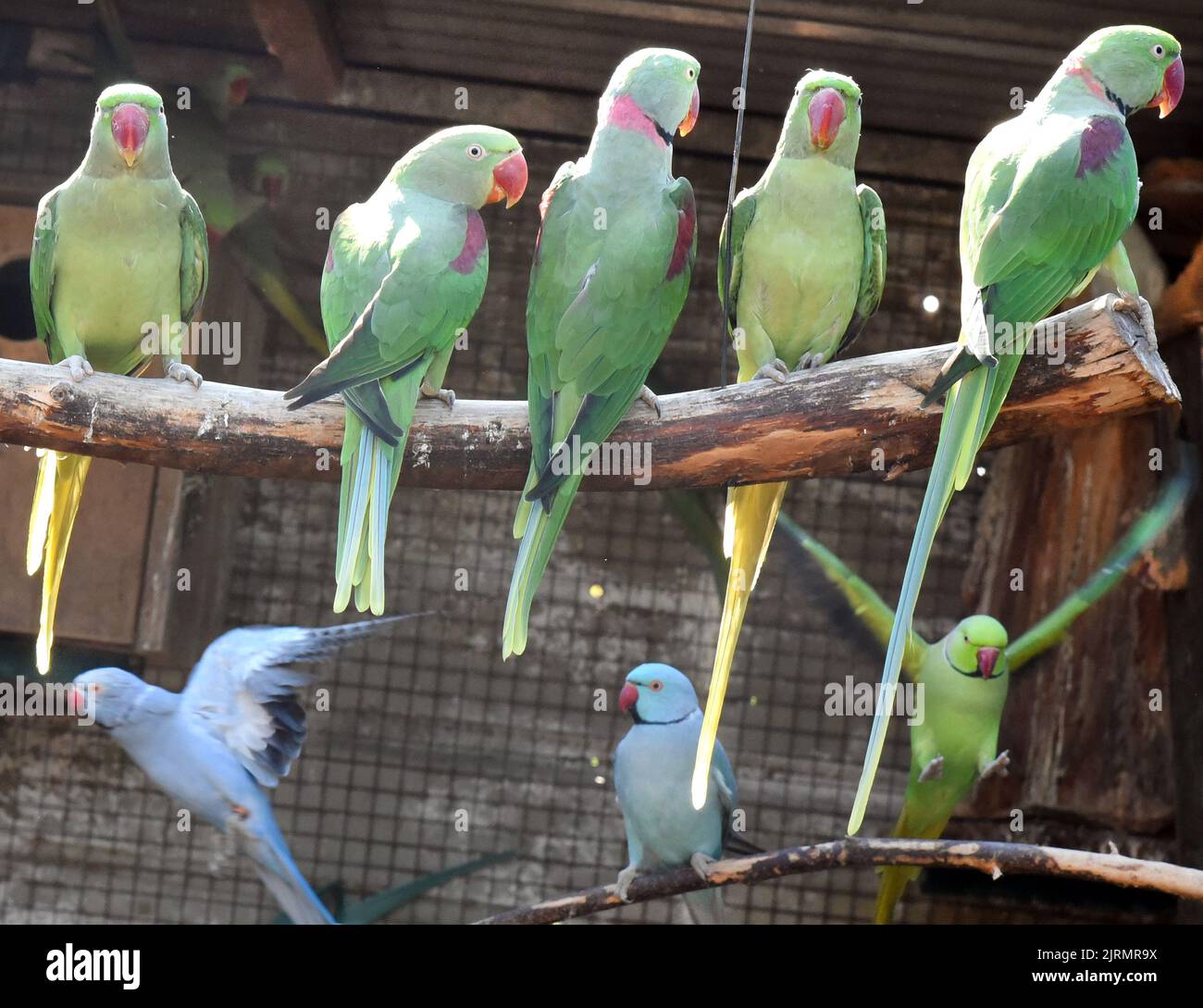 Langenreichenbach, Germany. 24th Aug, 2022. Green Alexander parakeets ...