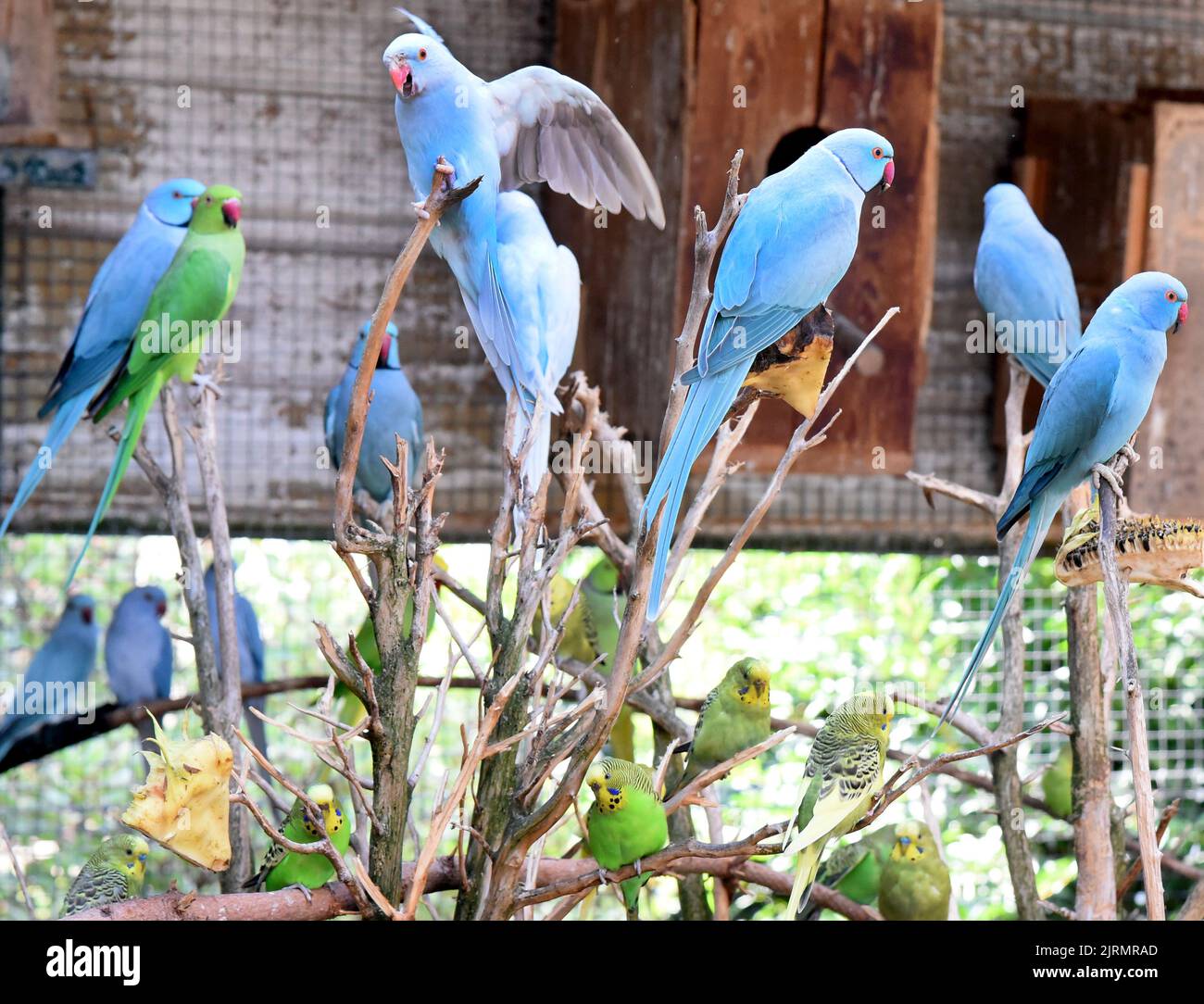 Langenreichenbach, Germany. 24th Aug, 2022. In an aviary in the parrot ...