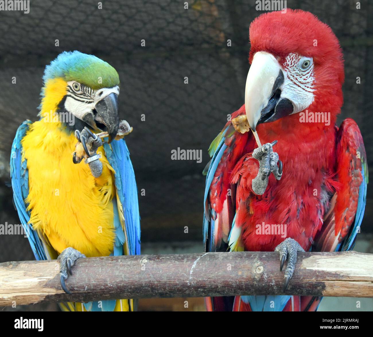 24 August 2022, Saxony, Langenreichenbach: In an aviary in the parrot ...