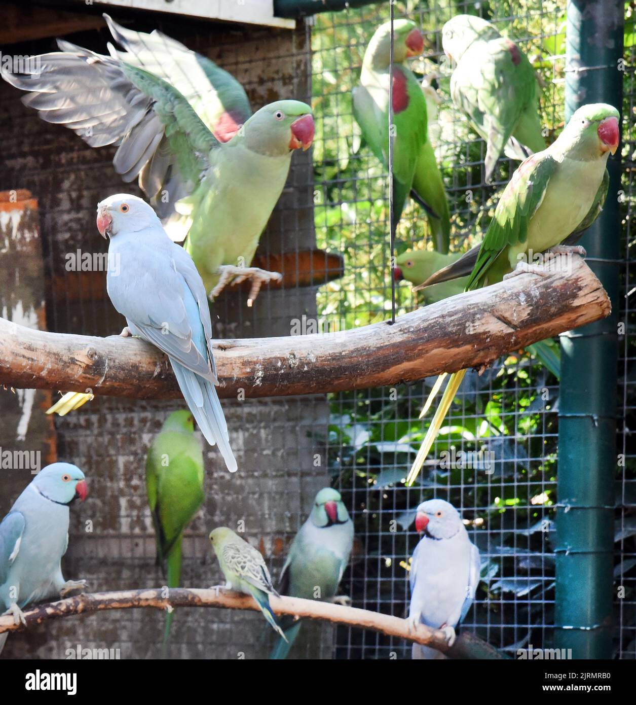 Langenreichenbach, Germany. 24th Aug, 2022. Green Alexander parakeets ...