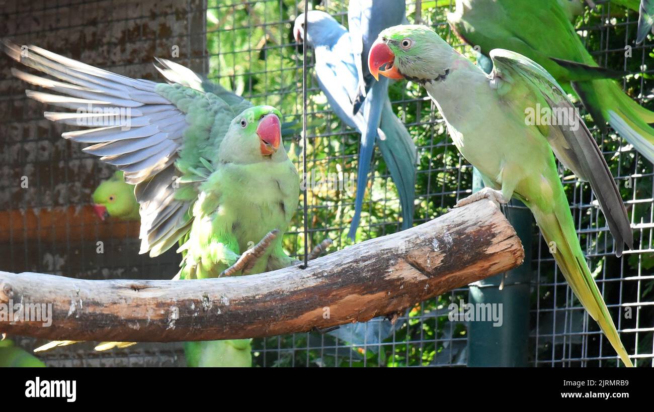 Langenreichenbach, Germany. 24th Aug, 2022. Green Alexander parakeets ...