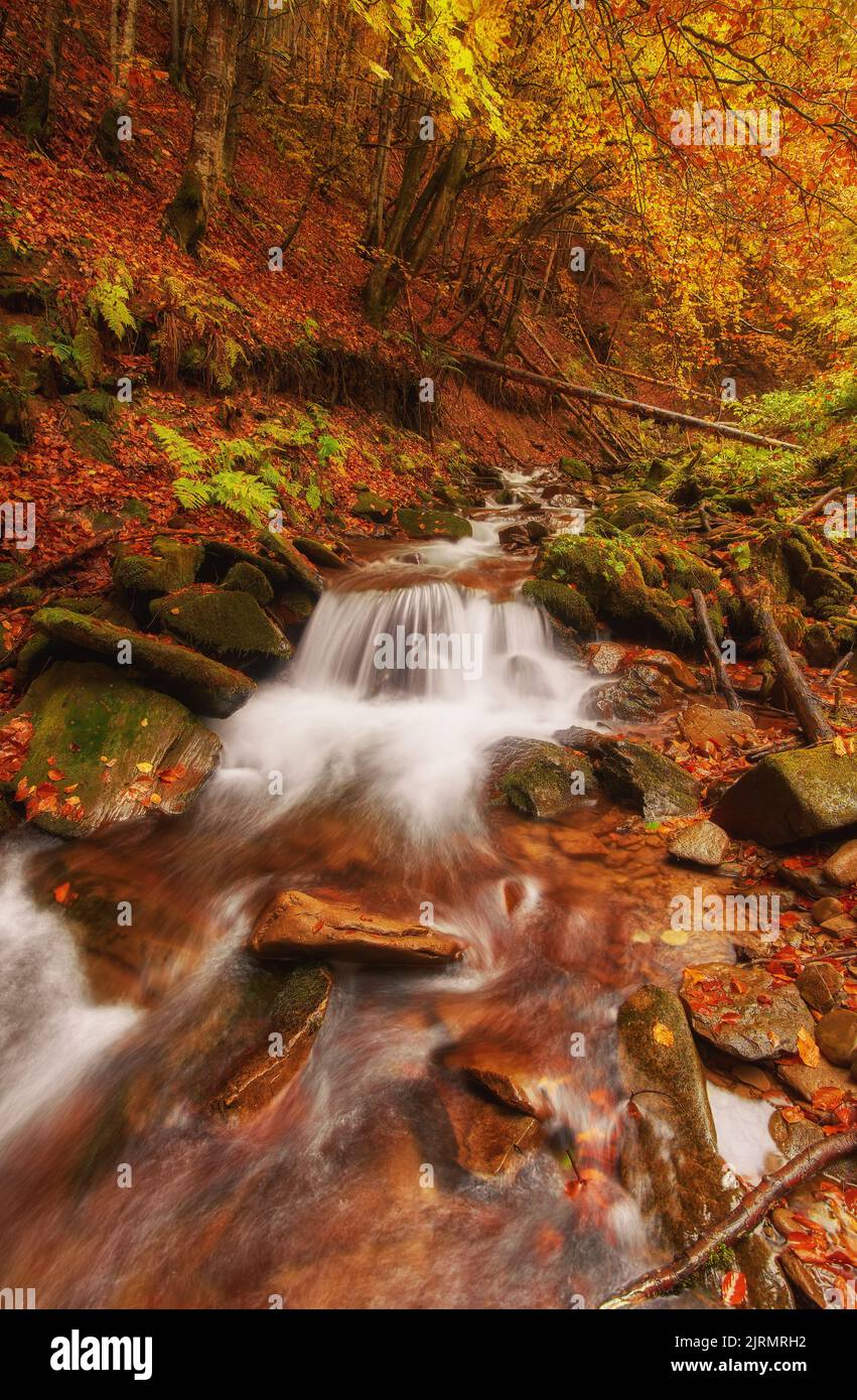 Autumn creek woods with yellow trees foliage and rocks in forest ...