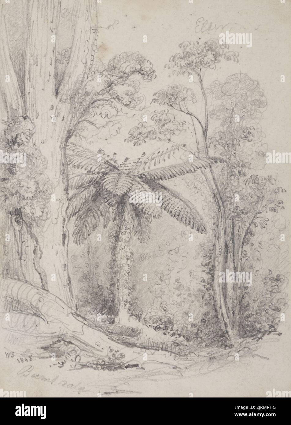 Rata tree drawing hi-res stock photography and images - Alamy