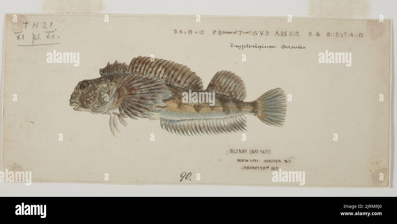 Blennodon dorsale (Giant triplefin), 1871, New Zealand, by Frank Edward ...