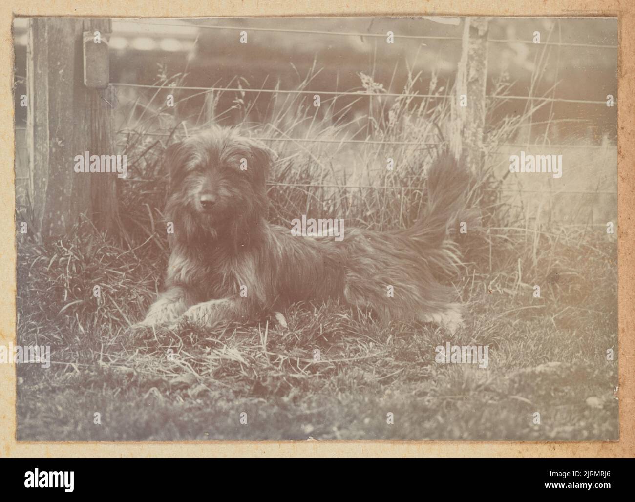 Dog. From the album: Snapshot album - Nga Mahanga, circa 1900, Manawat ...
