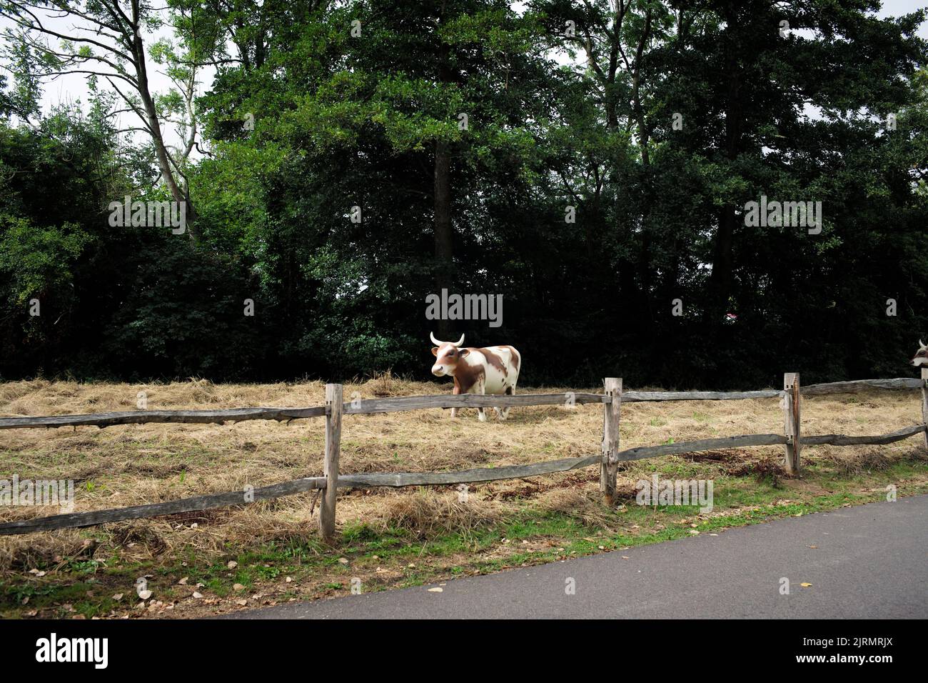 Fake Plastic cows at Washbrooks Family Farm Stock Photo - Alamy