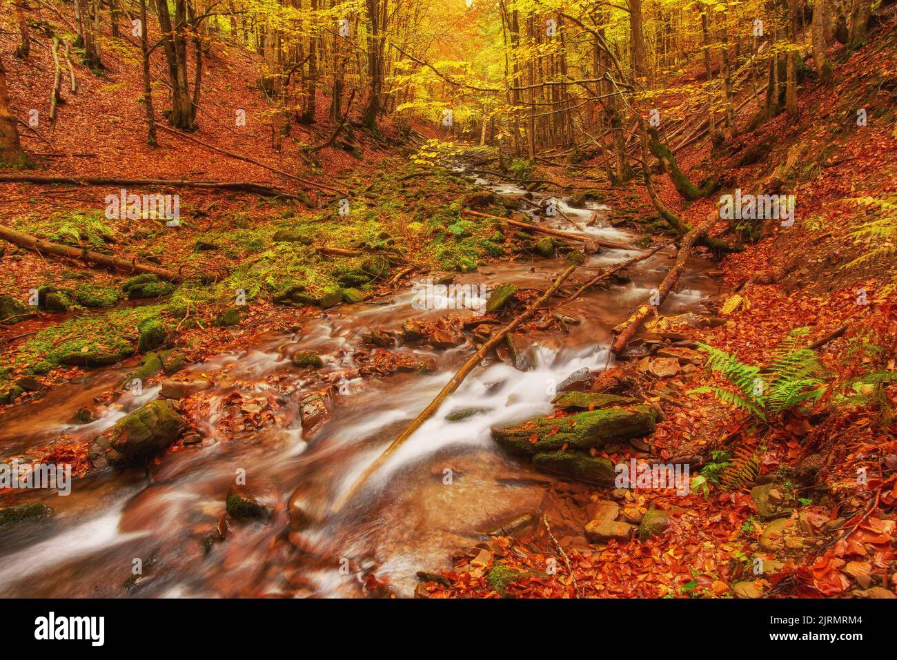 autumn stream in the forest, gold autumn European landscape, wallpaper ...