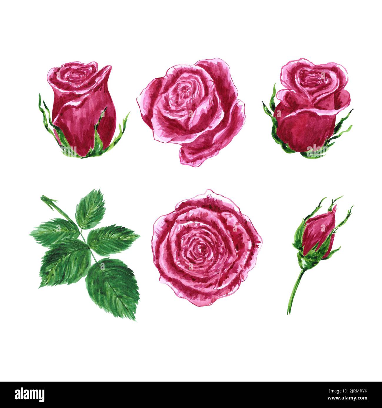 Desi rose hi-res stock photography and images - Alamy