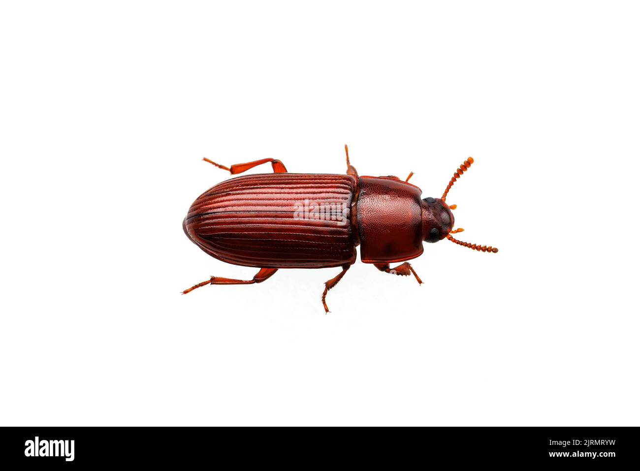 Tenebrionidae Identification