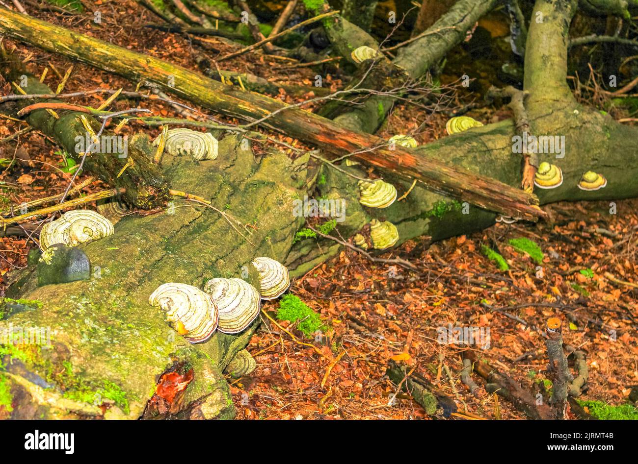 The dying silver forest with dead broken uprooted spruces or sawed off ...