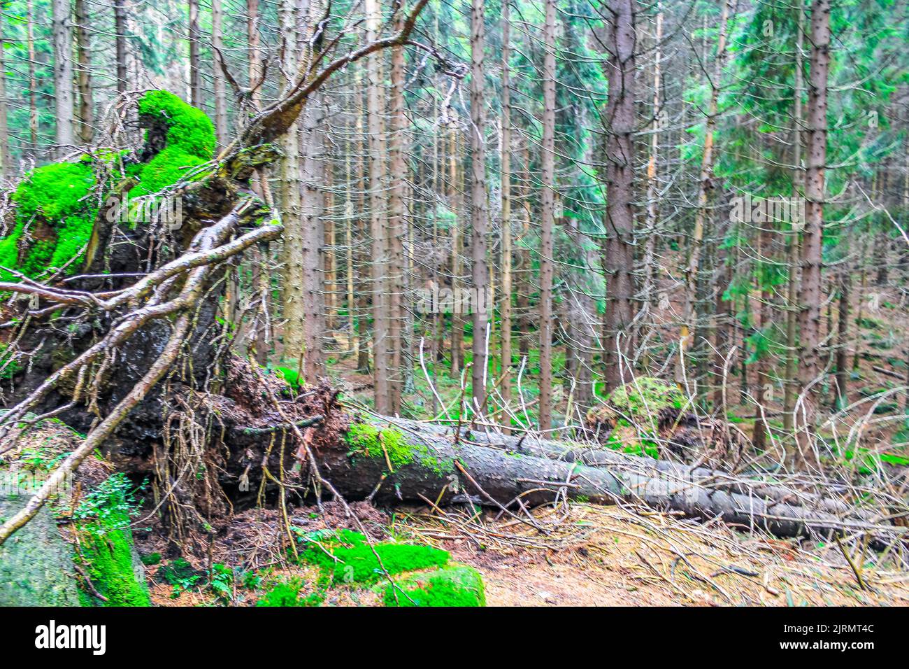 The dying silver forest with dead broken uprooted spruces or sawed off ...