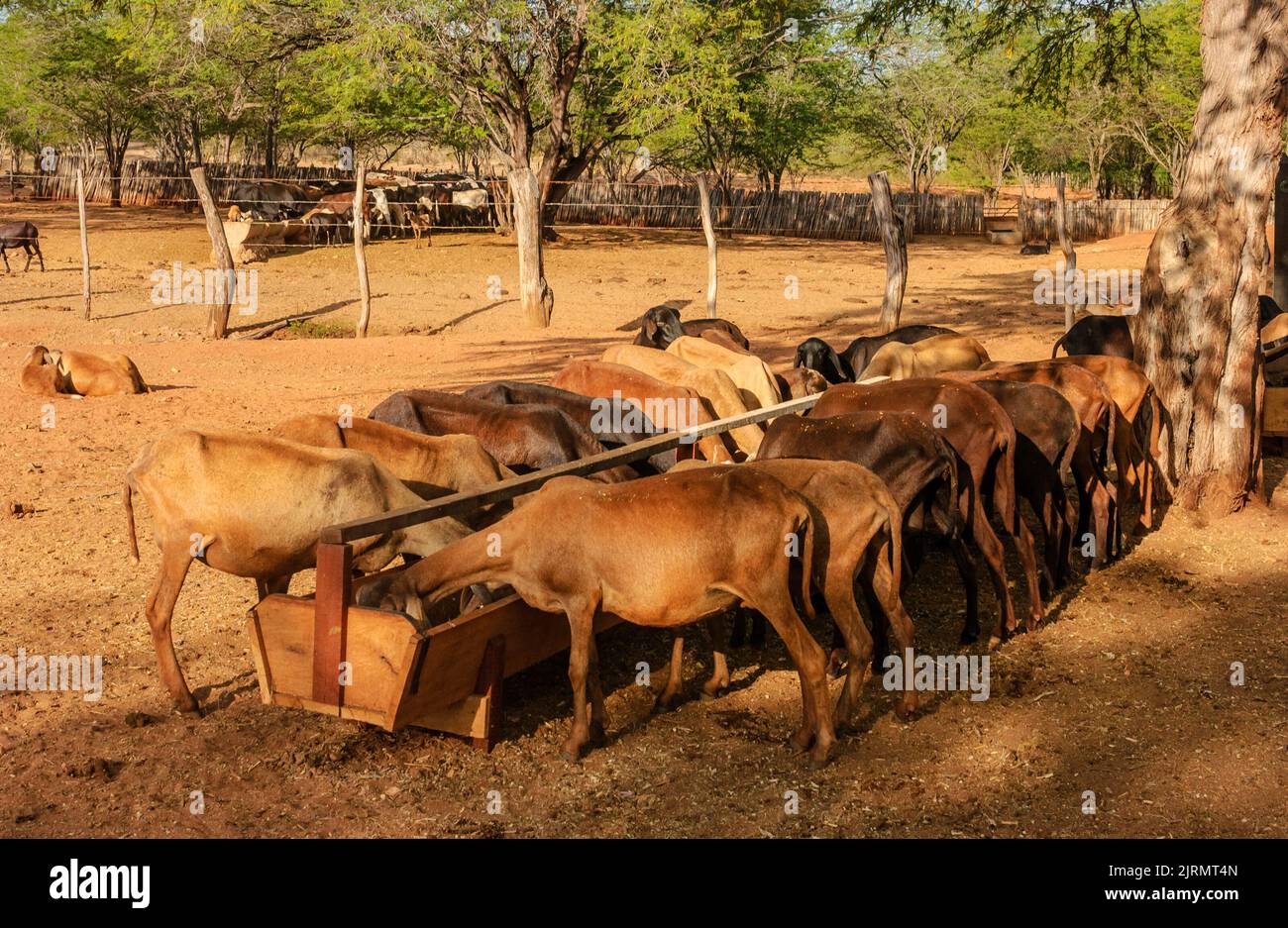Sheep and goat farming in the Brazilian Caatinga biome. Sheep eating in ...