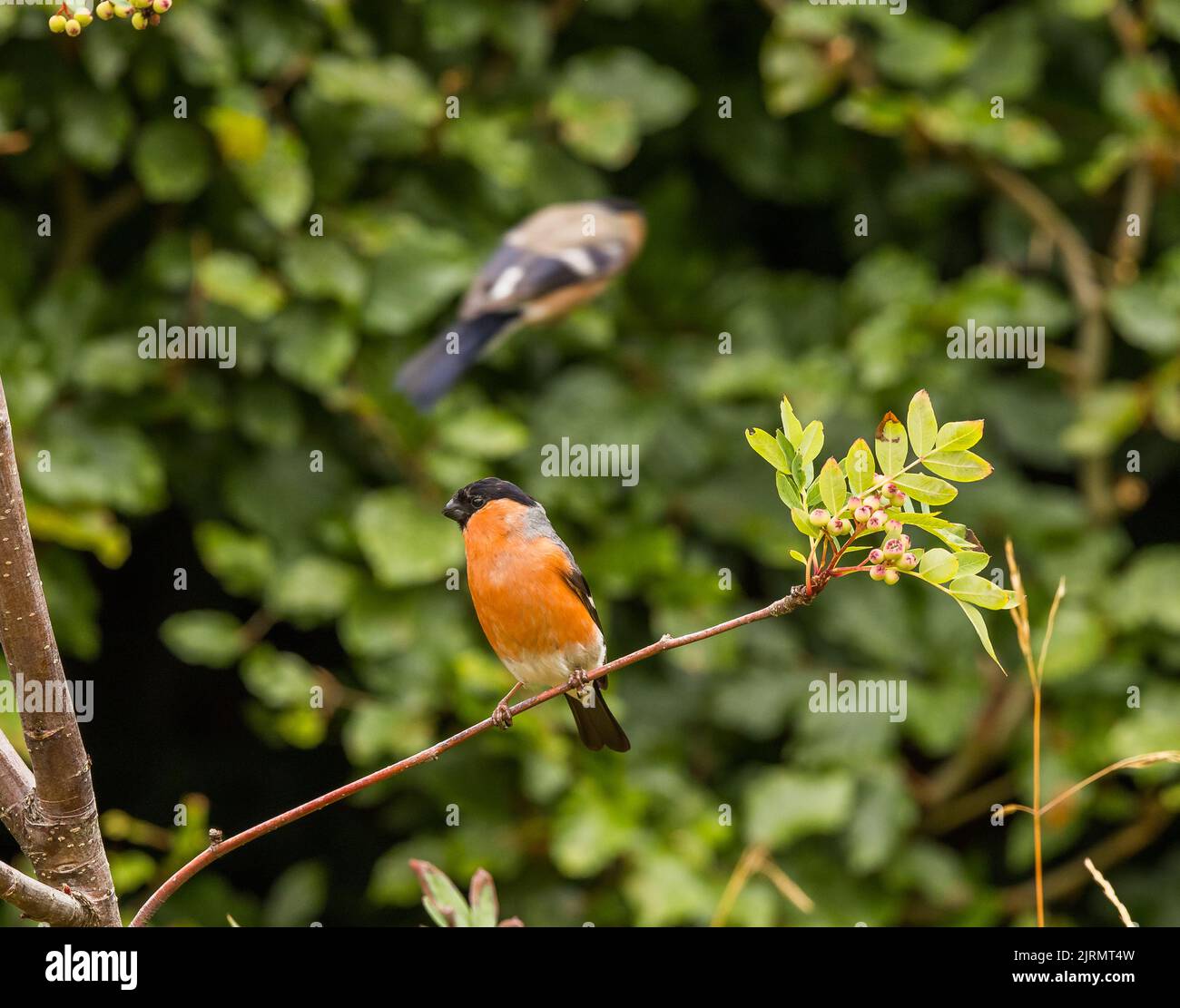 Male and female bullfinch captured together hi-res stock photography ...
