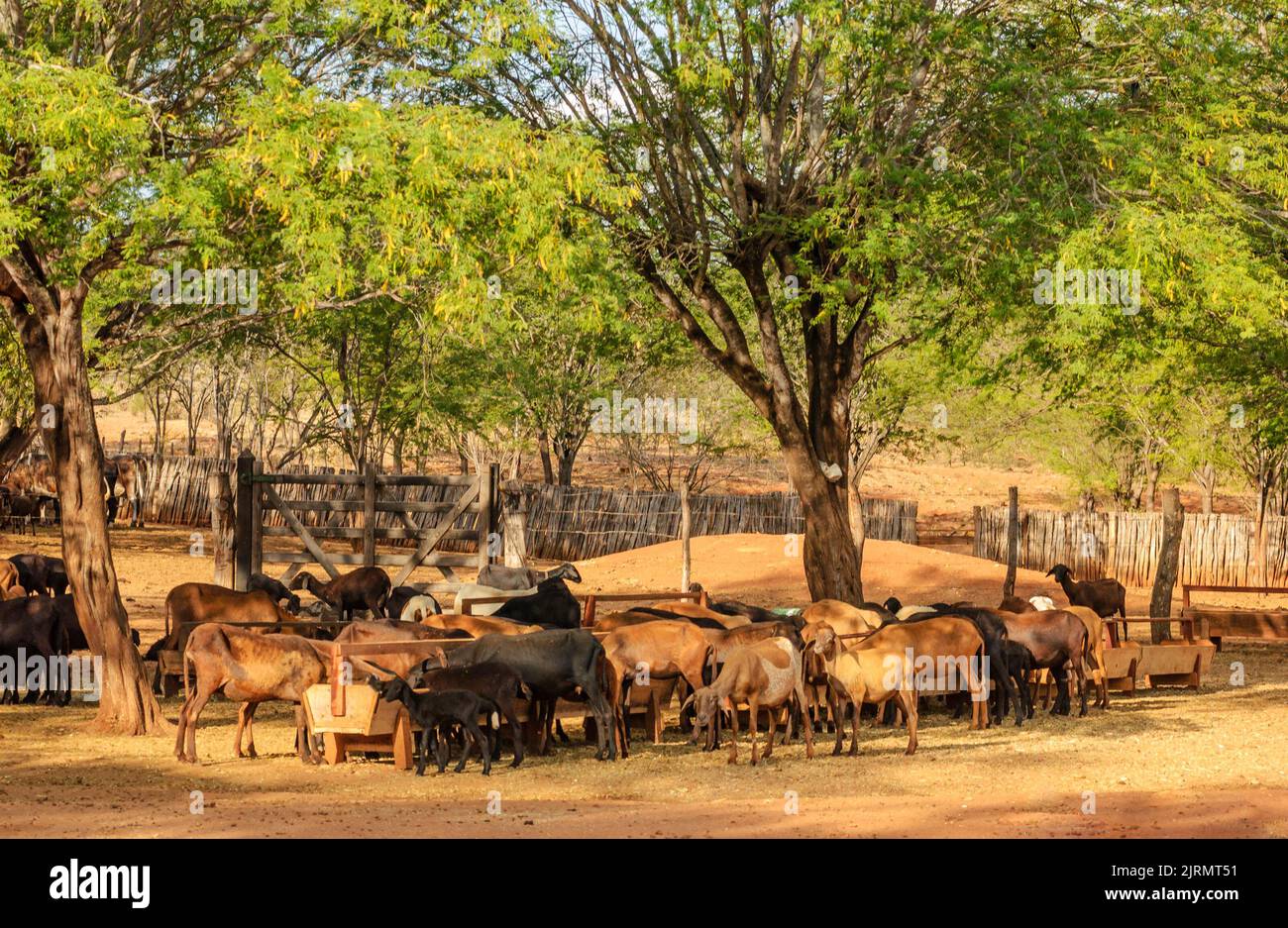 Sheep and goat farming in the Brazilian Caatinga biome. Sheep eating in ...