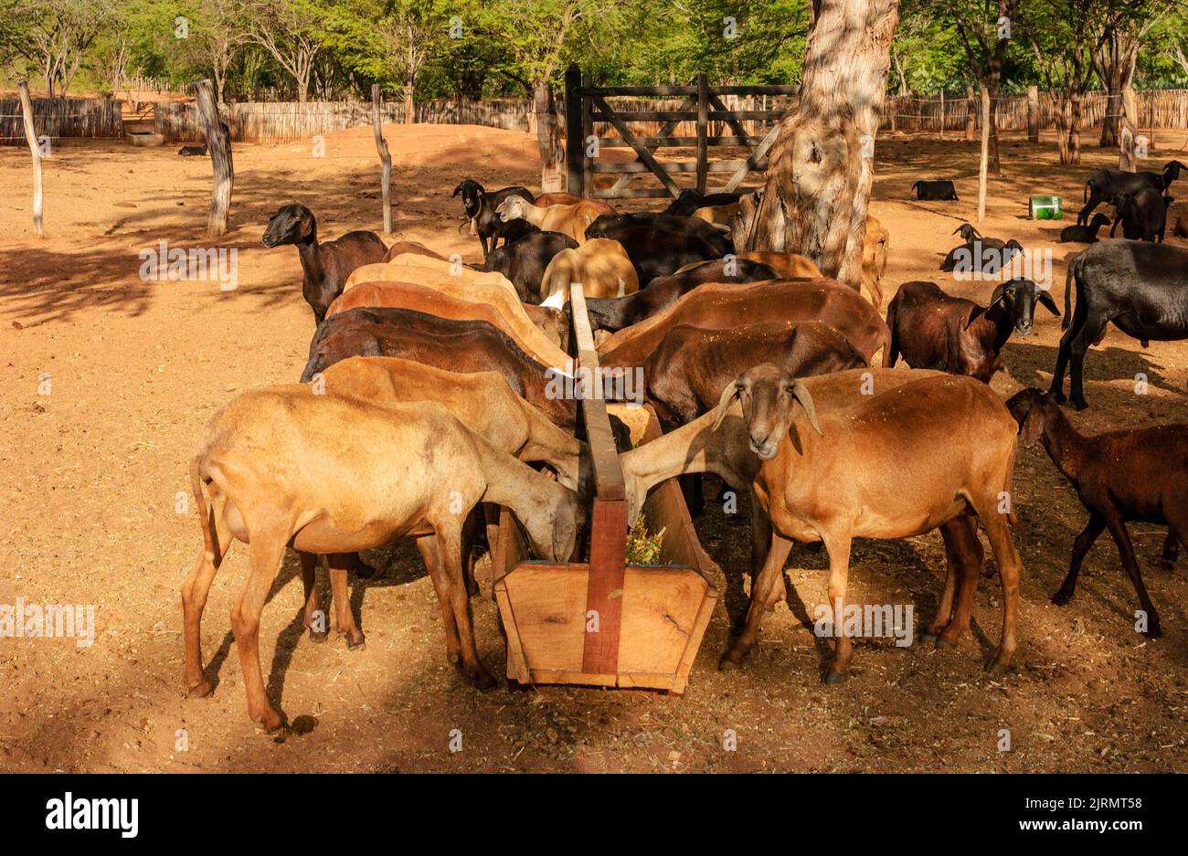 Sheep and goat farming in the Brazilian Caatinga biome. Sheep eating in ...