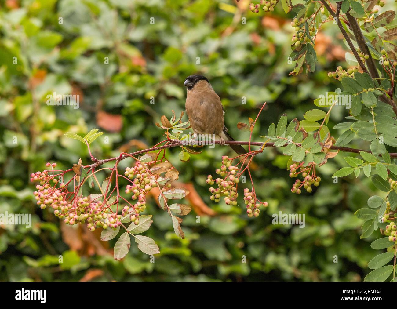 Male and female bullfinch captured together hi-res stock photography ...