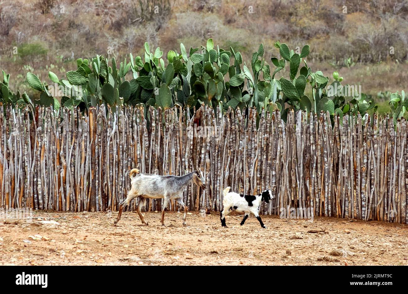 Sheep and goat farming in the Brazilian Caatinga biome. Goats walking ...