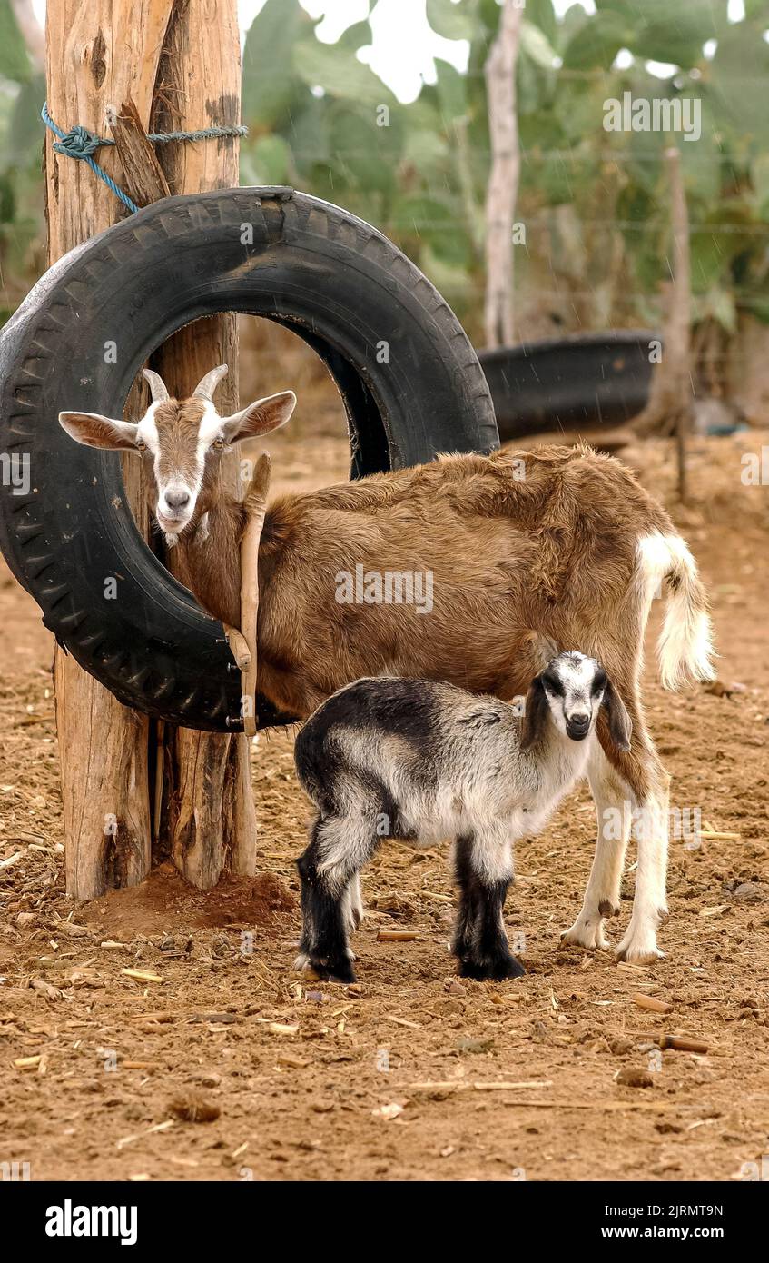 Sheep and goat farming in the Brazilian Caatinga biome. Goat with calf ...
