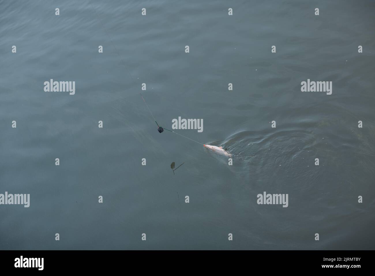 Reel in fish hi-res stock photography and images - Alamy