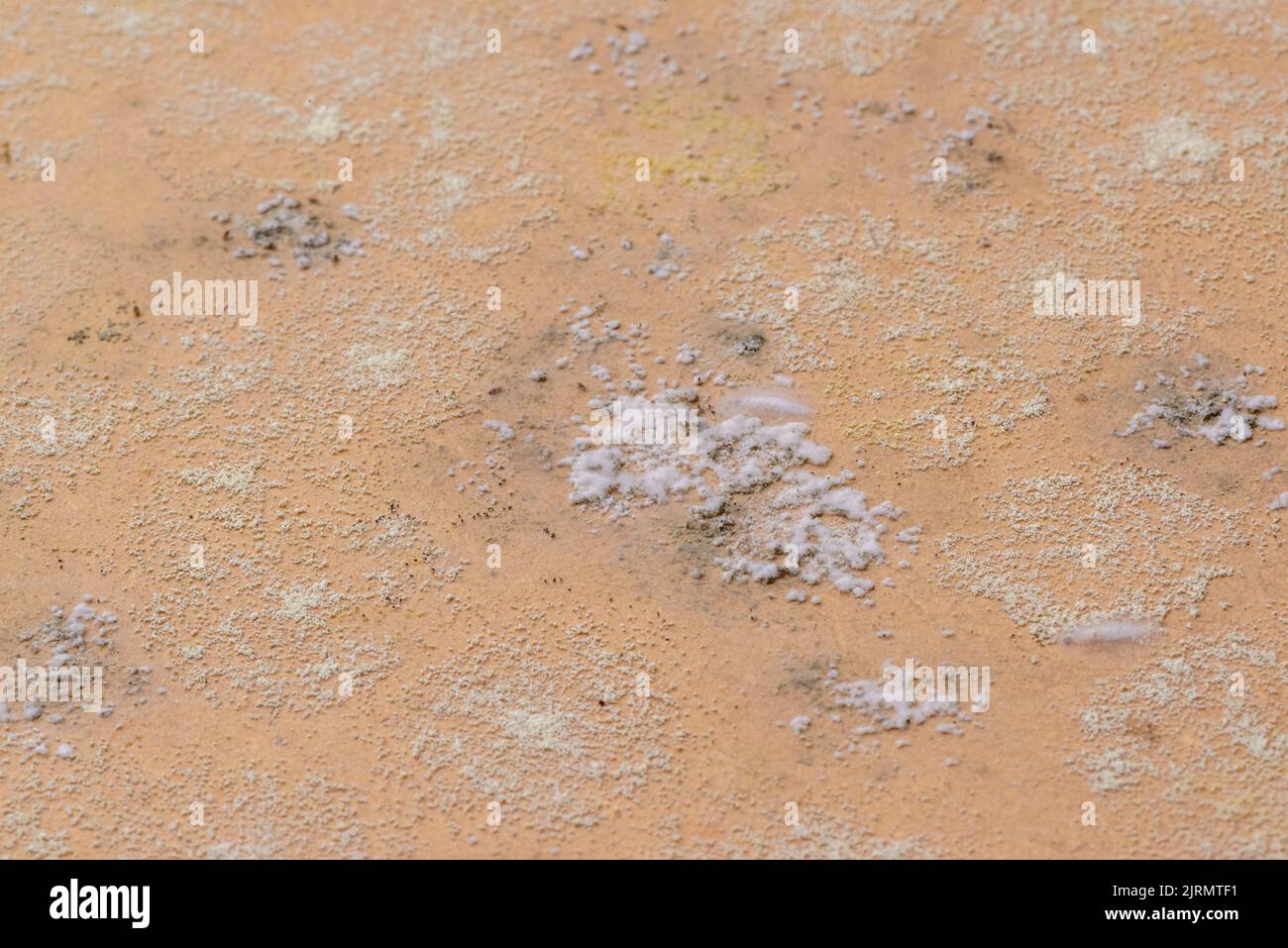 Mold. Wood mold stains in close-up forming texture Stock Photo - Alamy