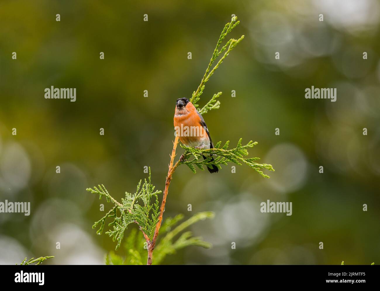 Male and female bullfinch captured together hi-res stock photography ...
