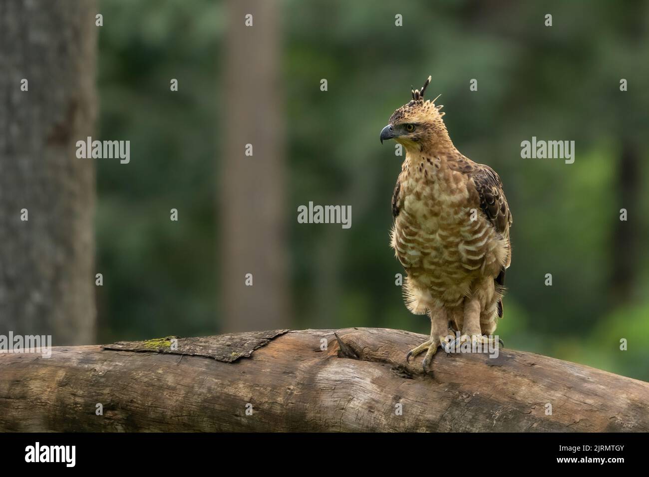 Legges hawk eagle hi-res stock photography and images - Alamy