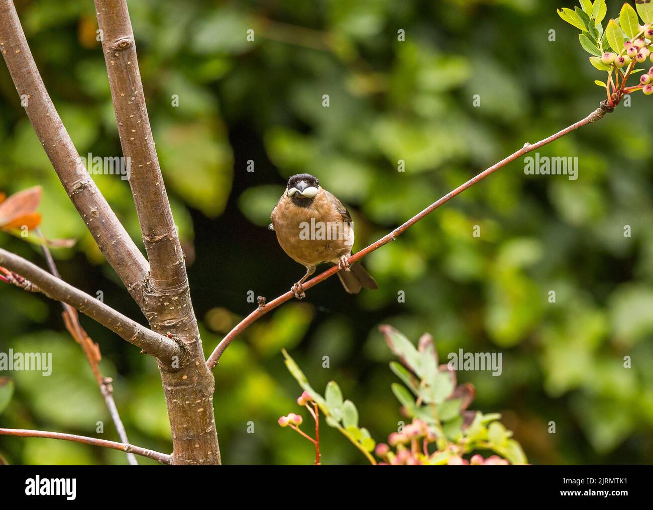 Male and female bullfinch captured together hi-res stock photography ...