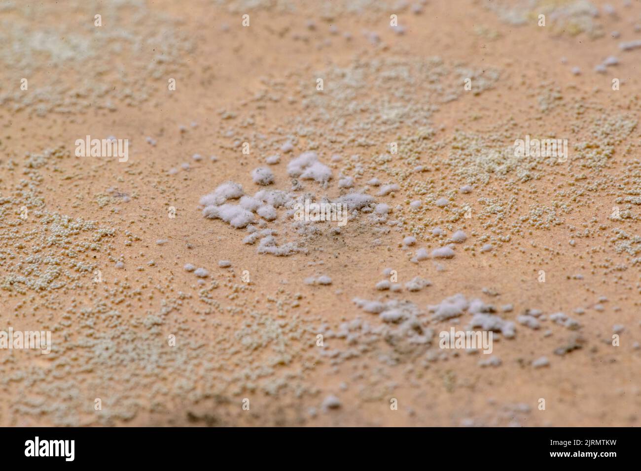 Mold. Wood mold stains in close-up forming texture Stock Photo - Alamy