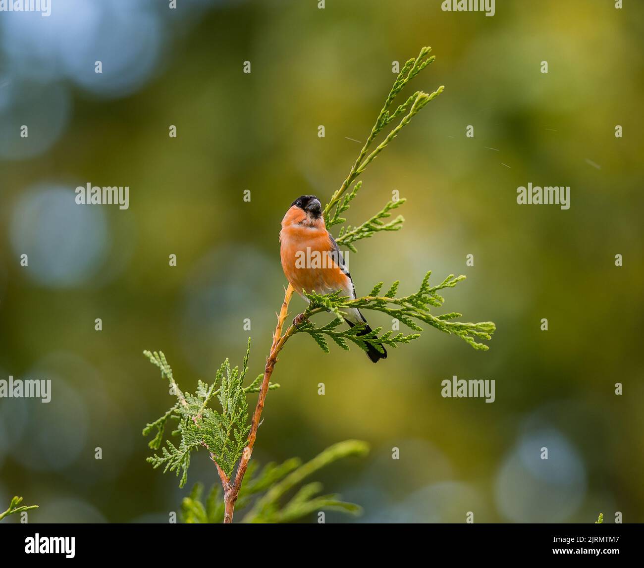 Male and female bullfinch captured together hi-res stock photography ...