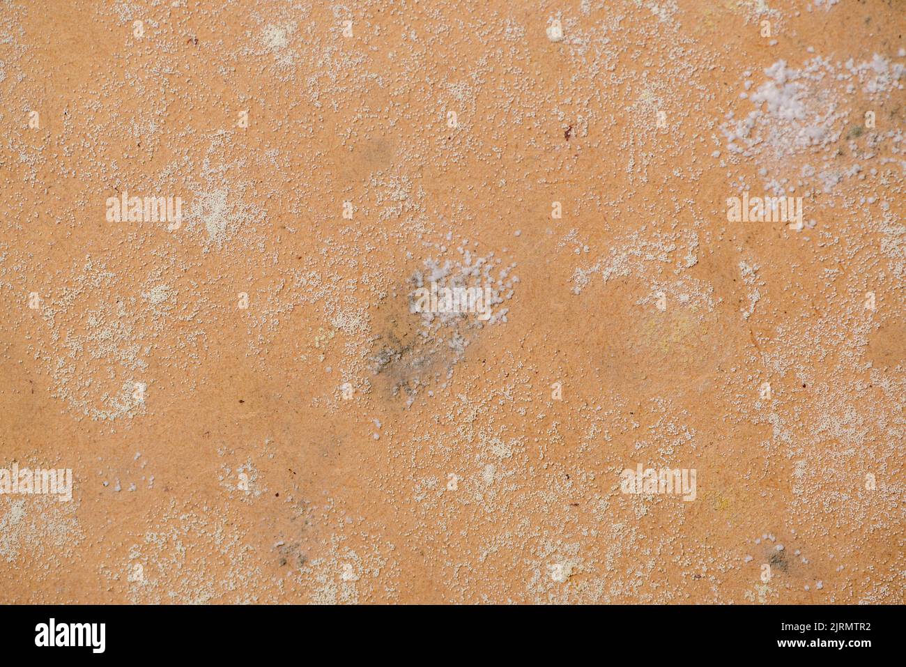 Mold. Wood mold stains in close-up forming texture Stock Photo - Alamy