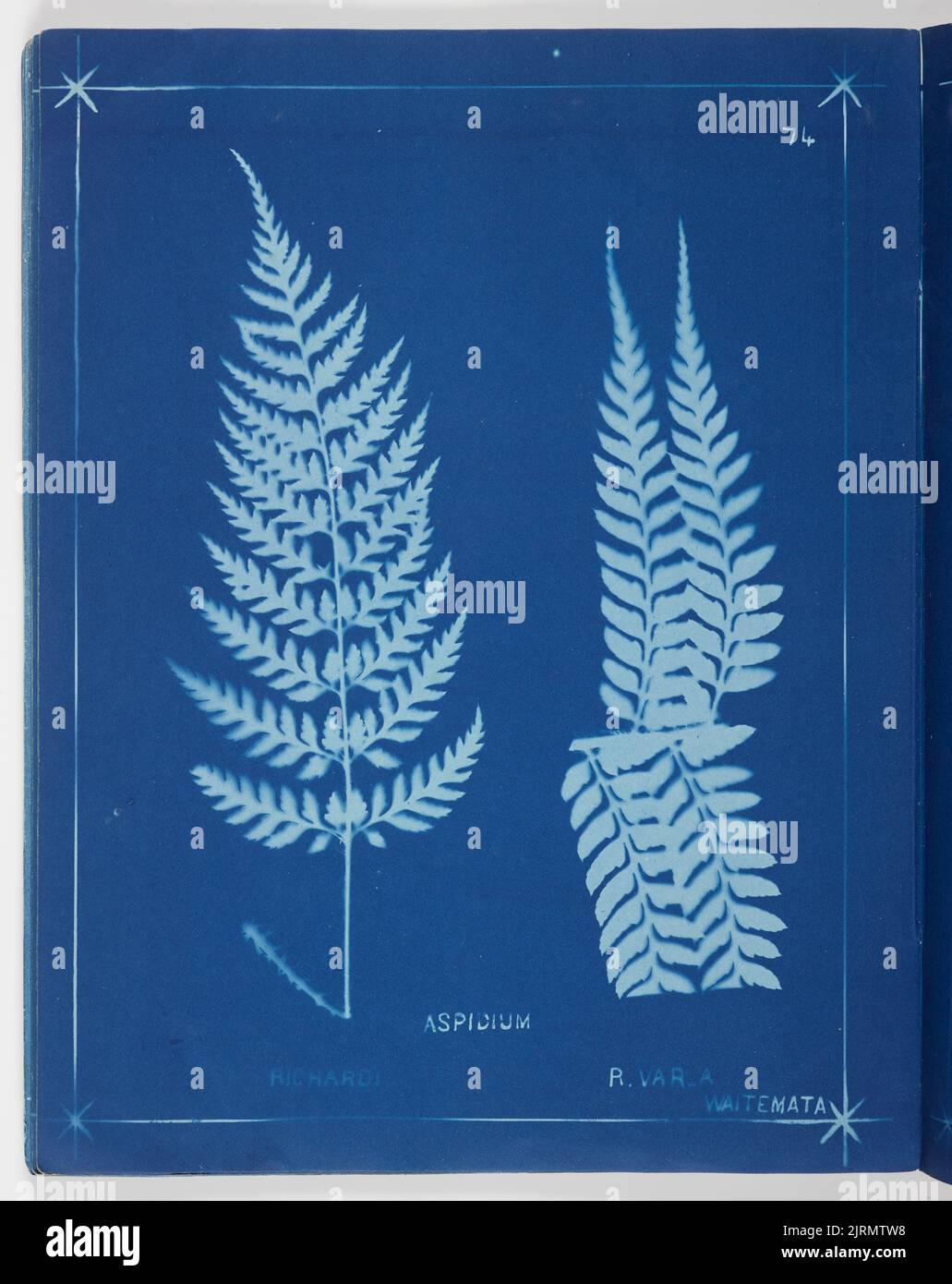 Aspidium. From the album: New Zealand ferns. 148 varieties, 1880 ...