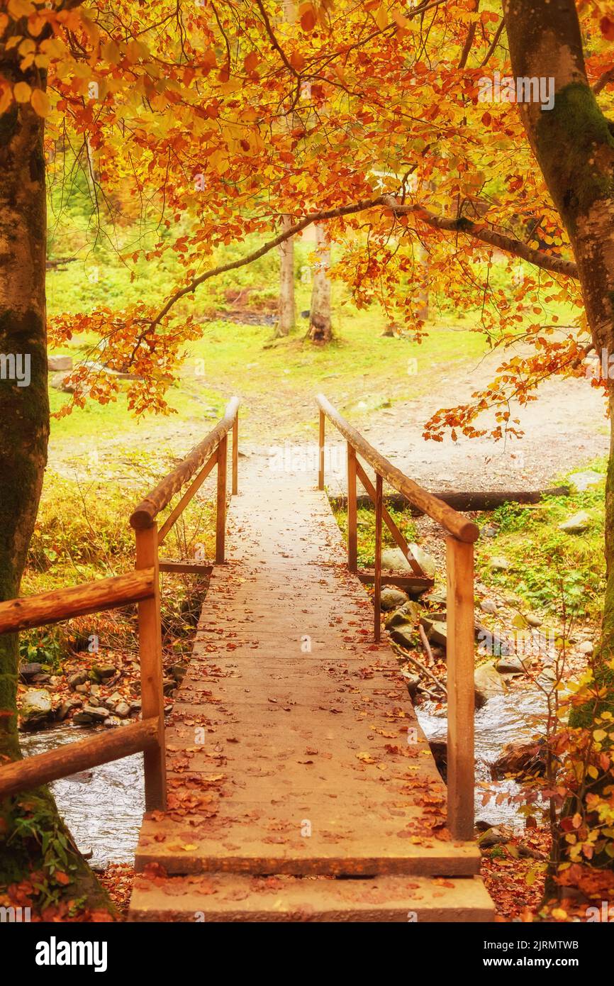 Liana bridge in forest hi-res stock photography and images - Alamy