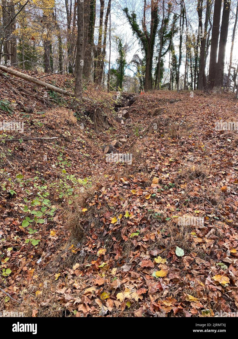 A forest surrounded by dense trees and fallen leaves in autumn Stock ...