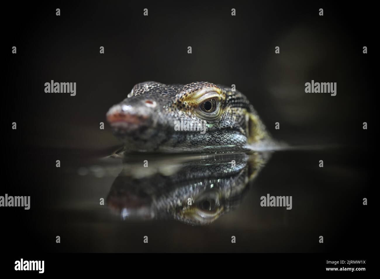 Mertens water monitor ( Varanus mertensi ) endemic lizard native to ...