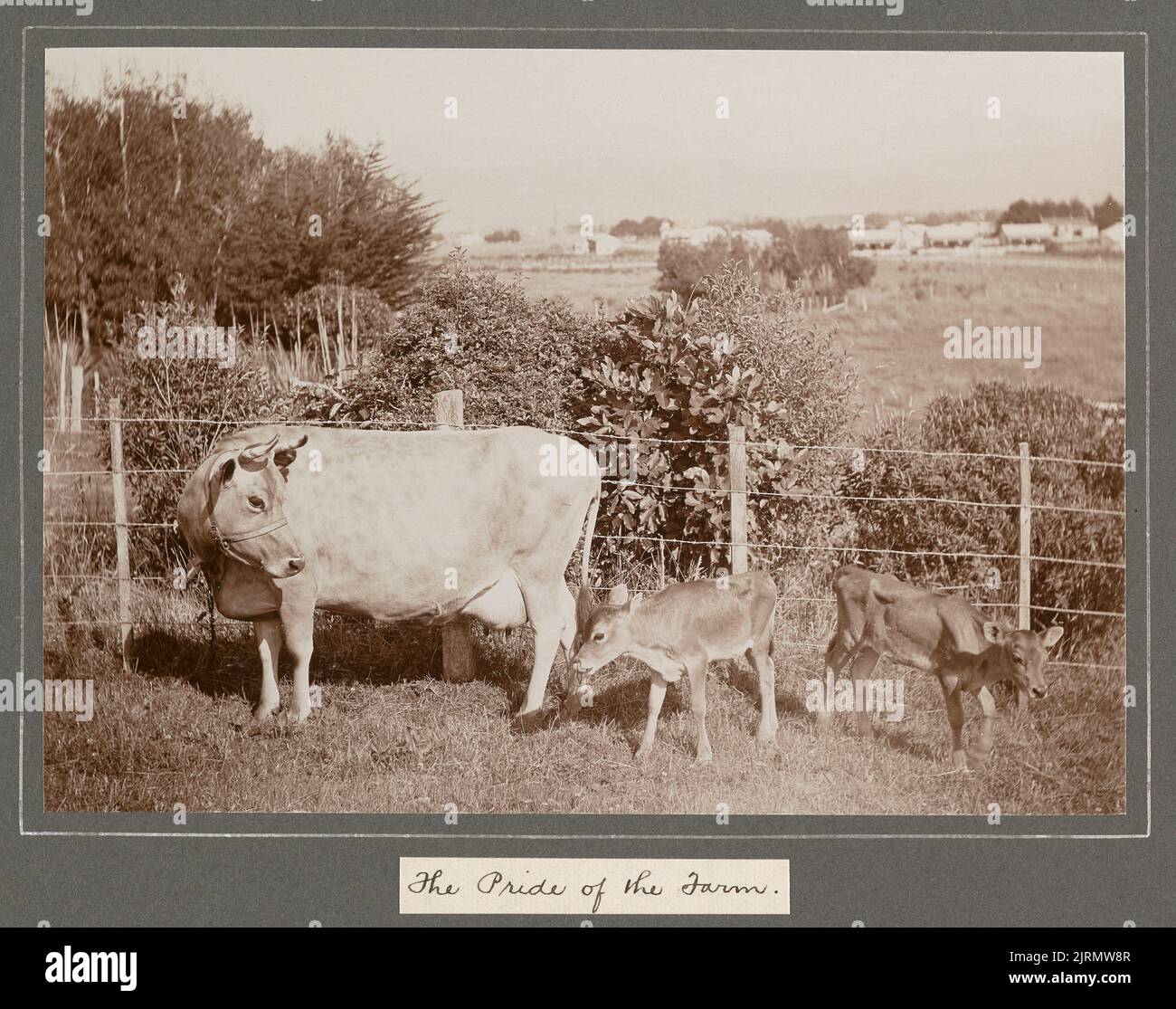 At 'Hillcrest', 31 January 1915: The Pride of the Farm. From the album ...
