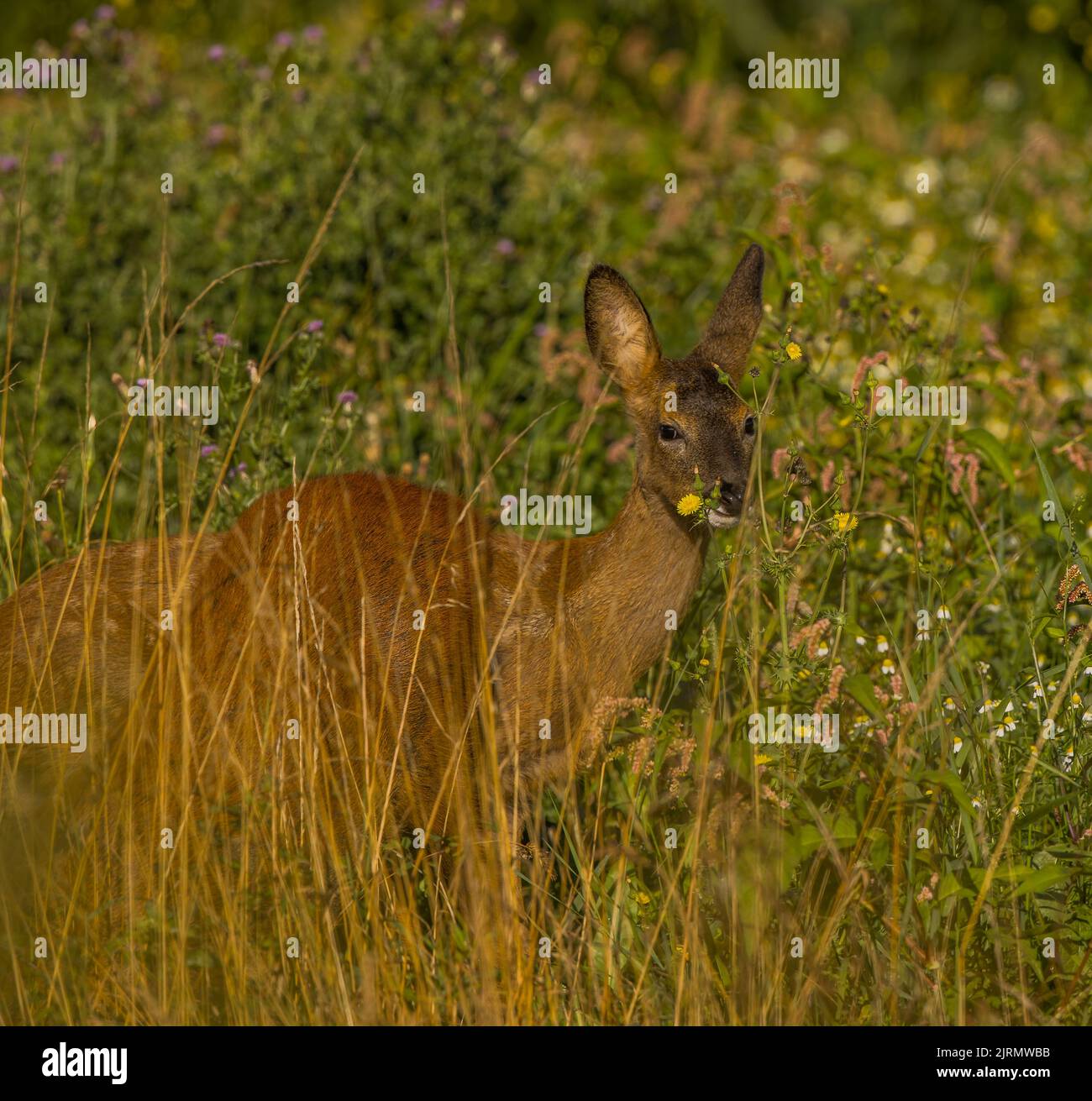 Roe deer captured on canon r5 hi-res stock photography and images - Alamy