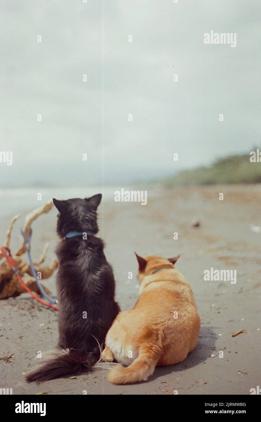 Best Buddies for Life Stock Photo - Alamy