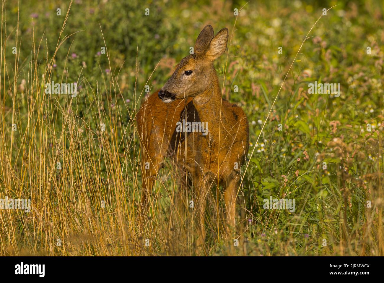 Roe deer captured on canon r5 hi-res stock photography and images - Alamy