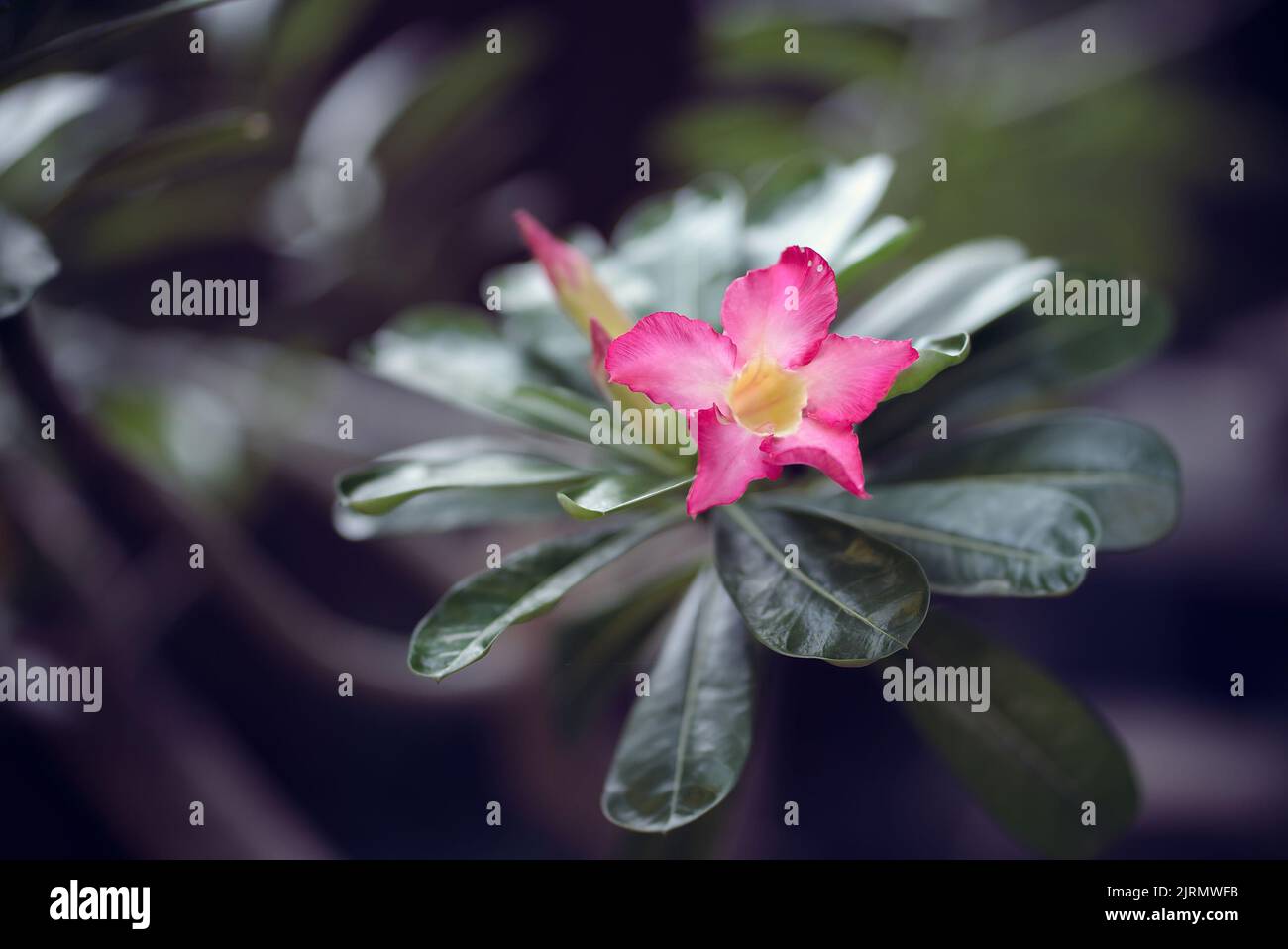 A closeup of Adenium obesum, names include Sabi star, kudu, mock azalea ...